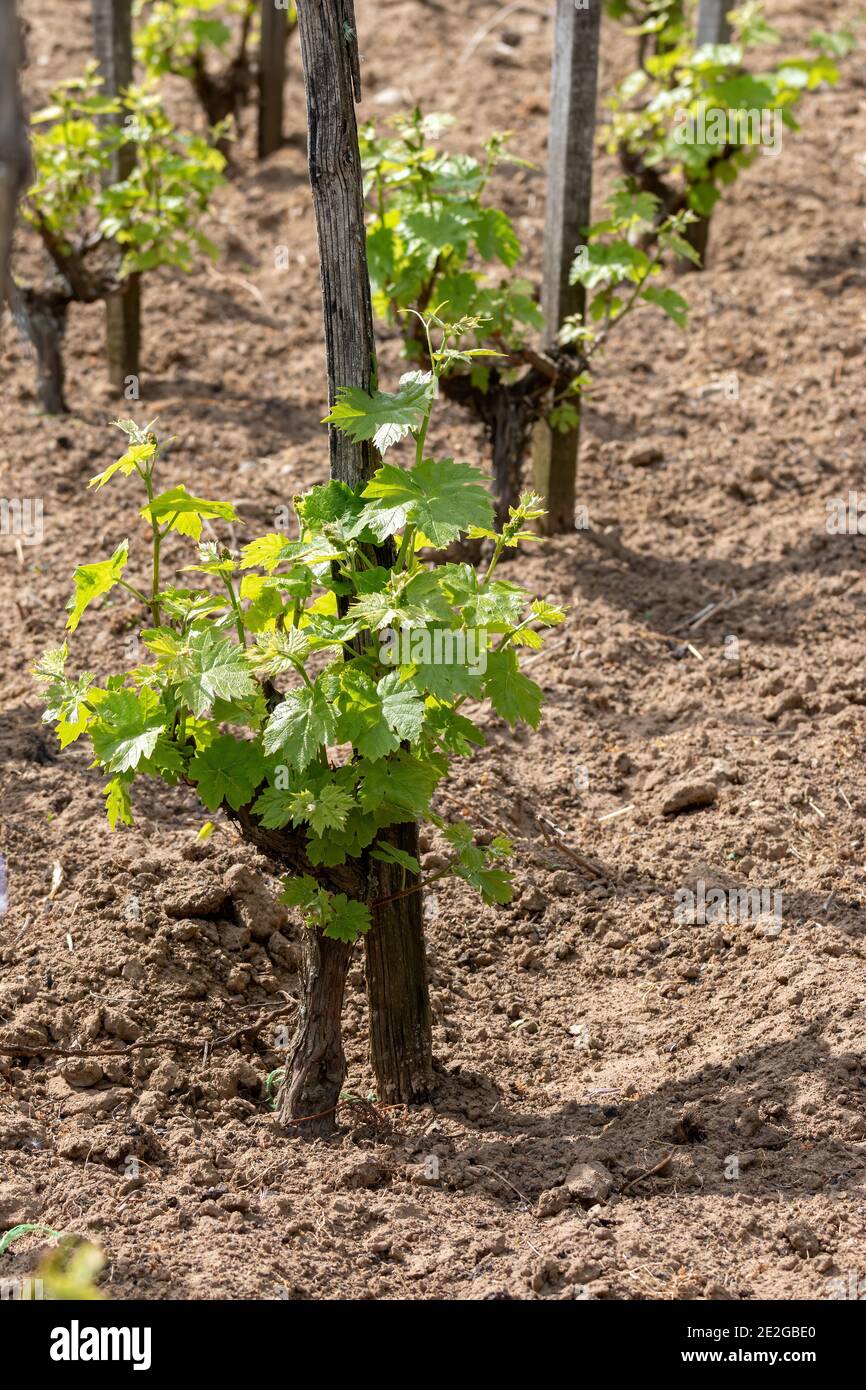 Hungarian wine production hi-res stock photography and images - Alamy