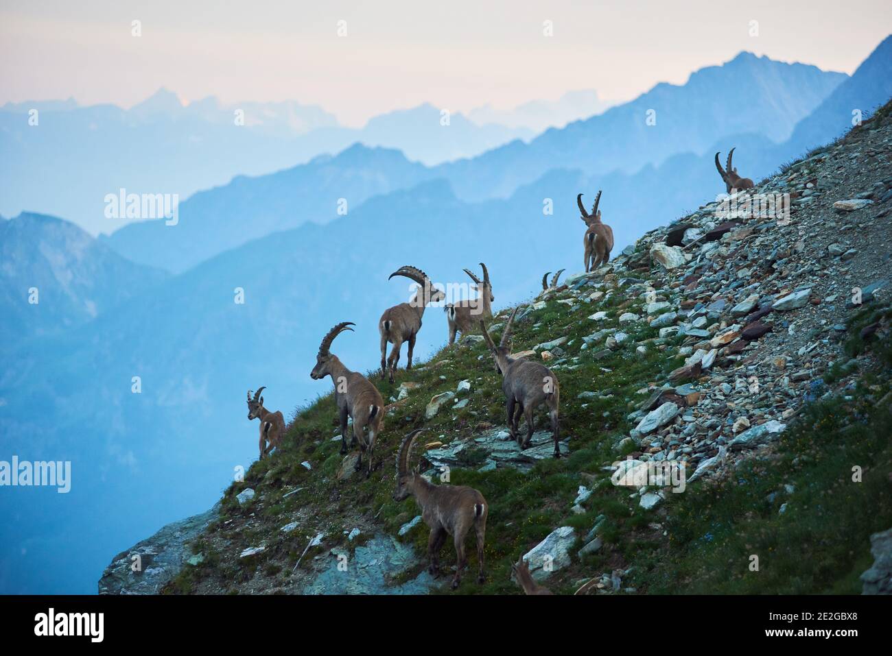 Horizontal snapshot of group of alpine goats captured in their natural ...
