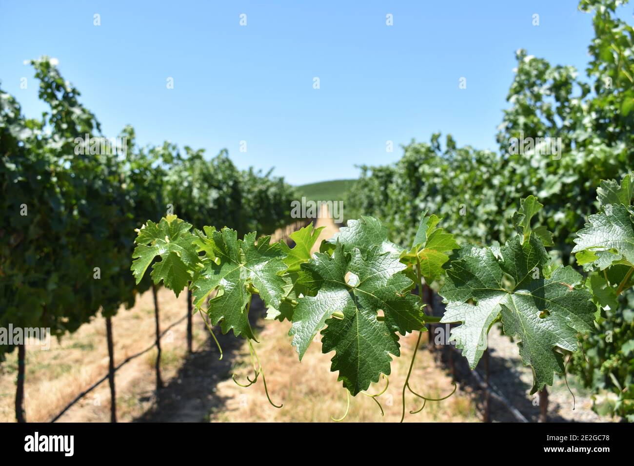 Vine arm hi-res stock photography and images - Alamy