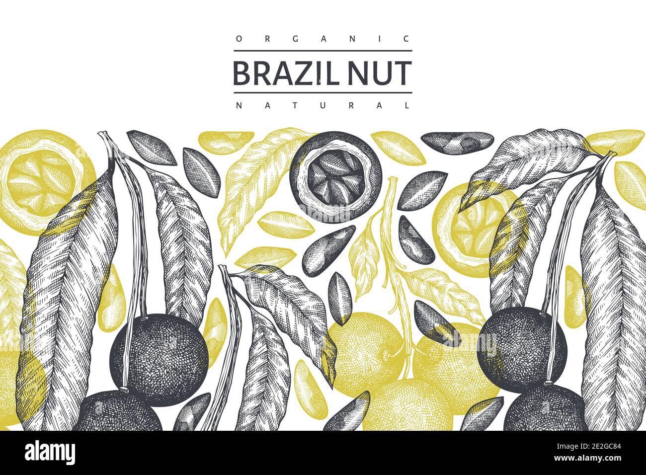 Brazilian nut tree Stock Vector Images - Alamy