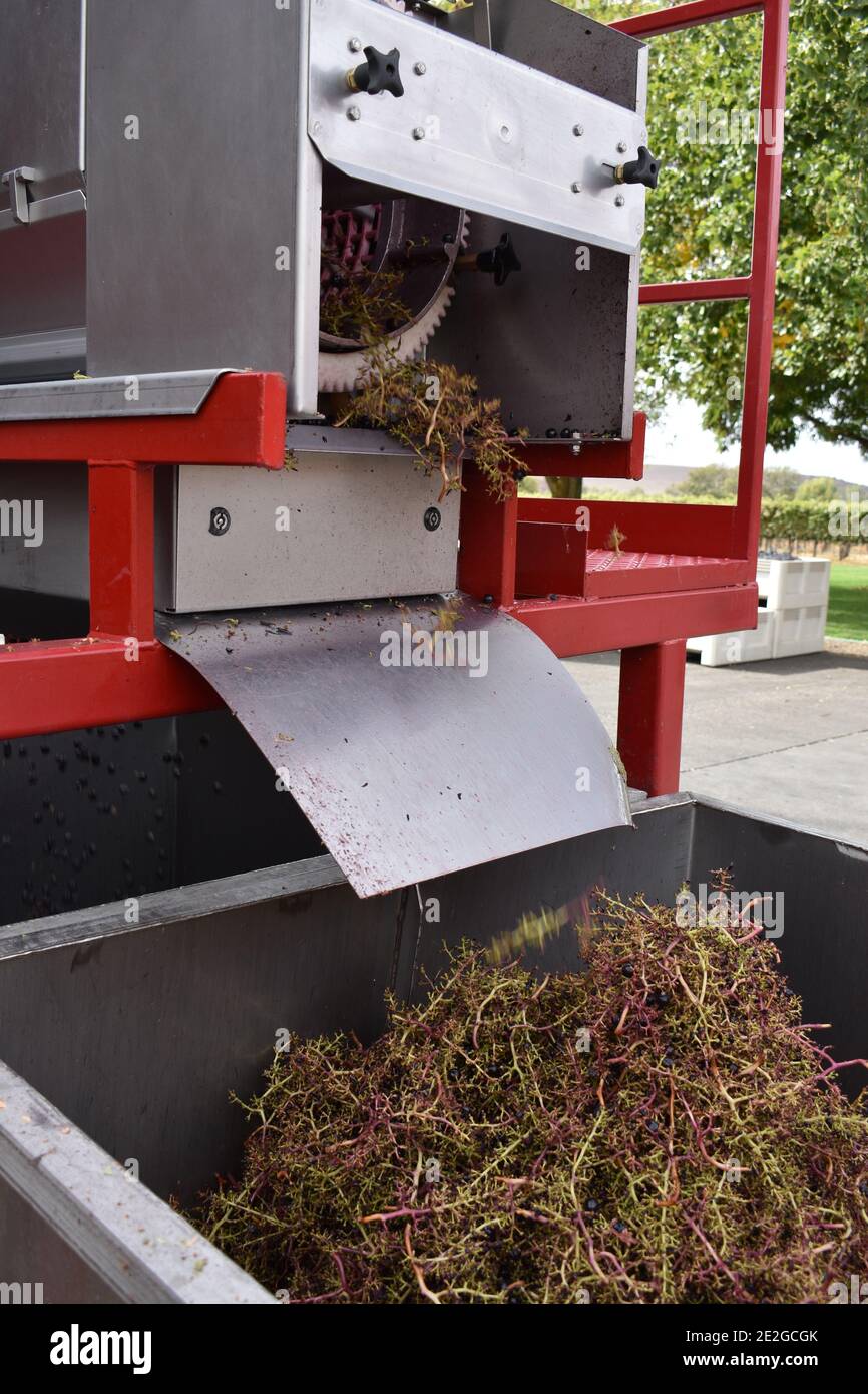 Destemming grapes hi-res stock photography and images - Alamy