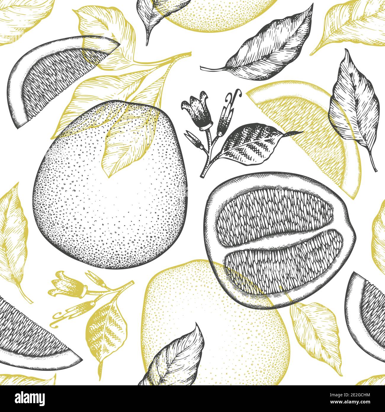 Hand drawn sketch style pomelo seamless pattern. Organic fresh fruit ...
