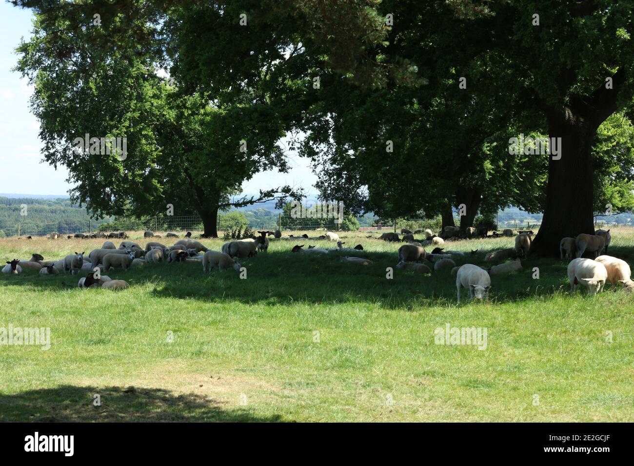 Sheep resting under trees hi-res stock photography and images - Alamy