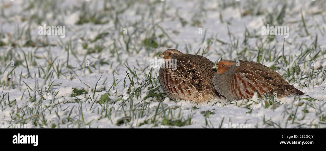 Two grey partridges hi-res stock photography and images - Alamy