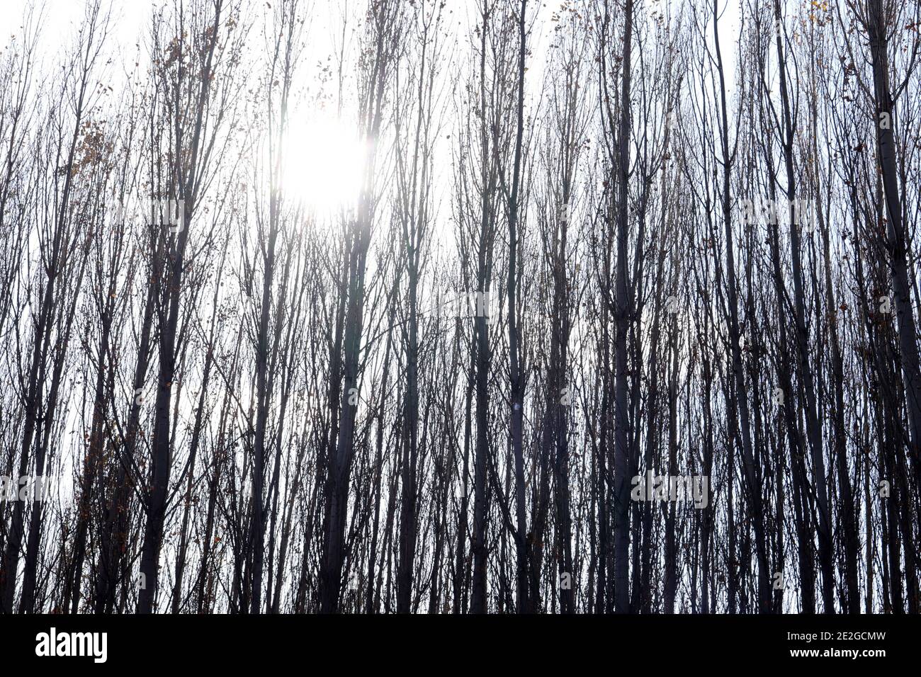 Autumn poplar trees. Deciduous tree Stock Photo - Alamy