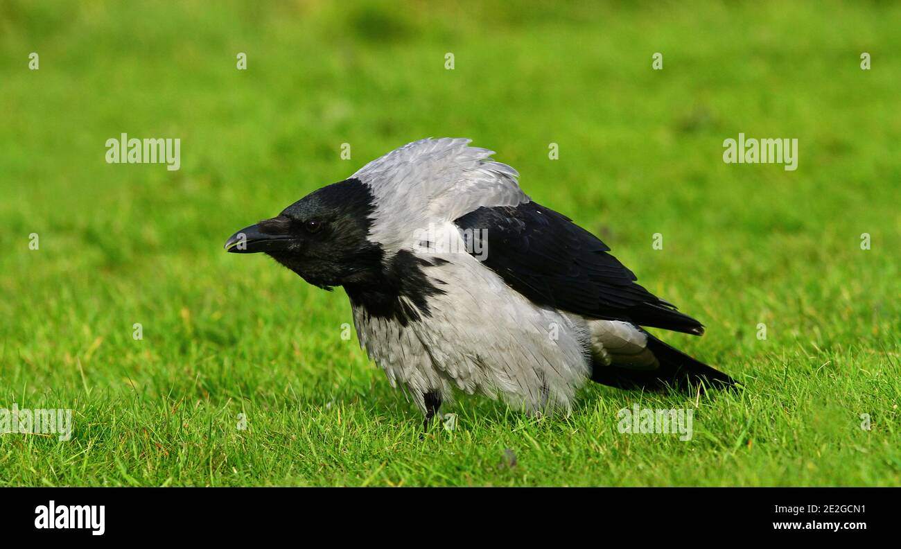 Cawing Hooded crow Stock Photo - Alamy
