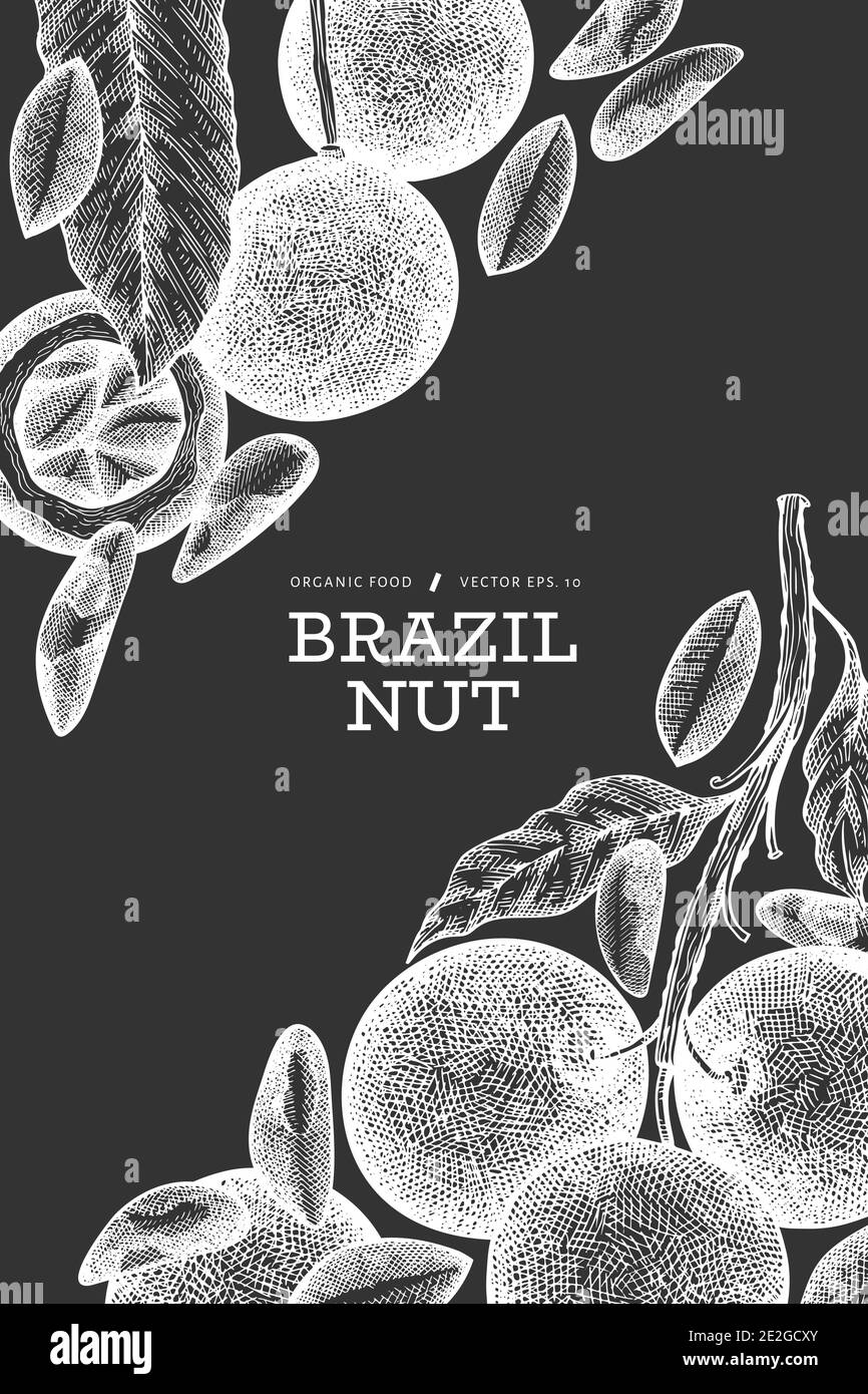 Hand drawn brazilian nut branch and kernels design template. Organic ...
