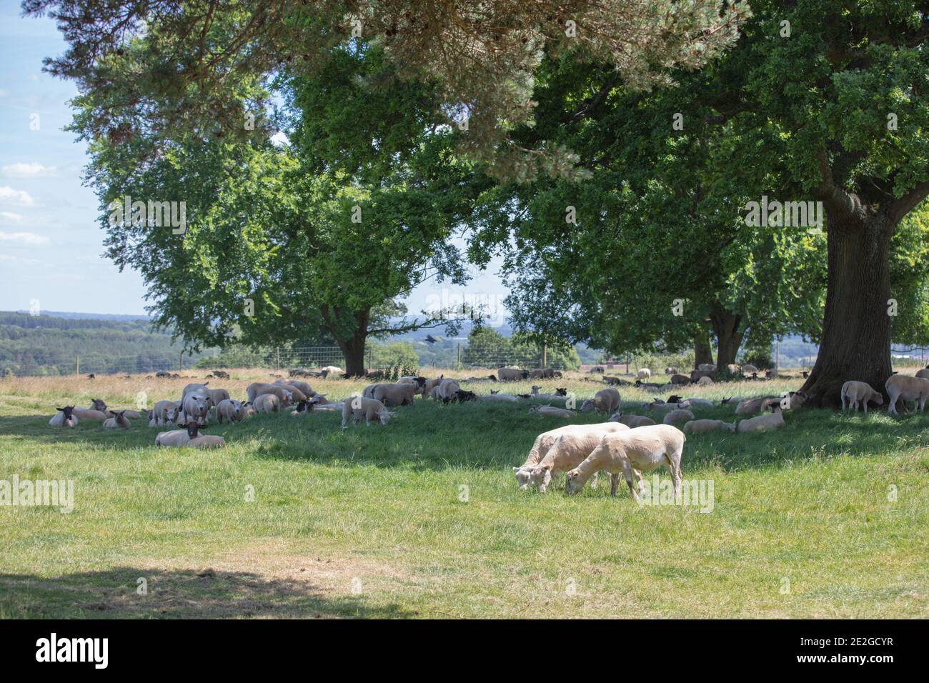Sheep resting under trees hi-res stock photography and images - Alamy