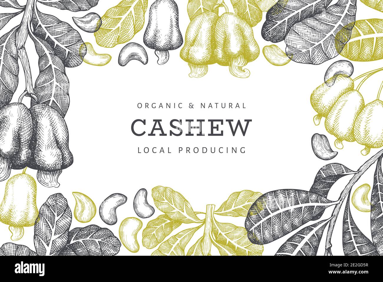 Hand drawn sketch cashew design template. Organic food vector ...