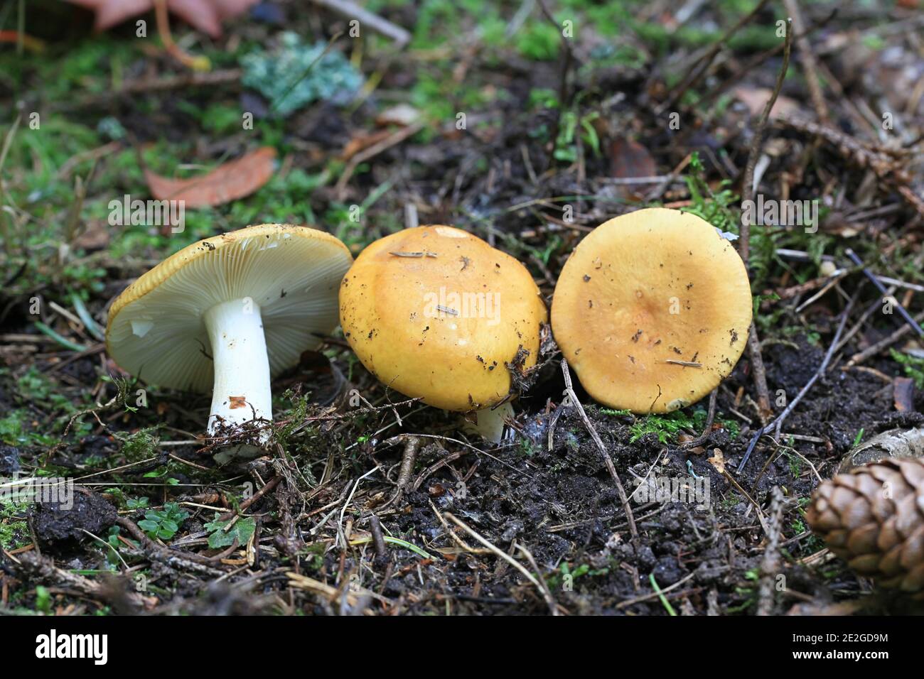 Russula ochroleuca, known as the Ochre Brittlegil, wild mushroom from ...