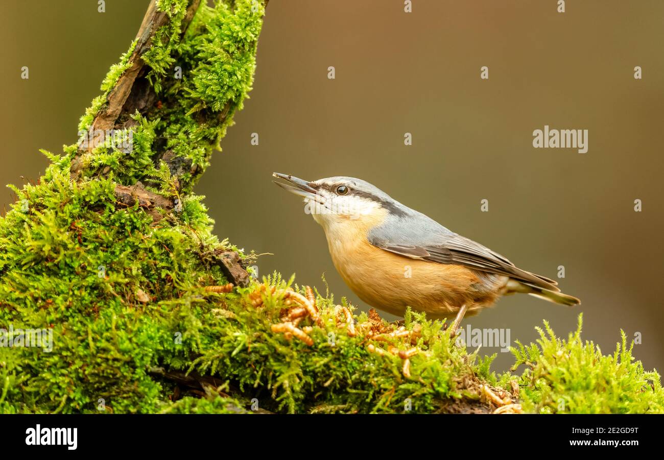Nuthatch, Scientific name: Sitta Europaea, in natural woodland habitat ...