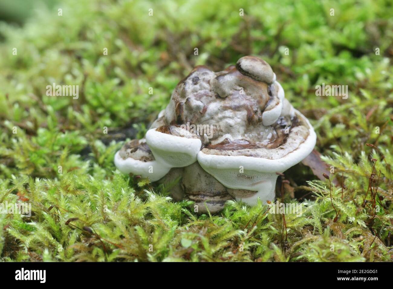 Ganoderma lipsiense, known as Artist's bracket fungus, artist's conk or ...