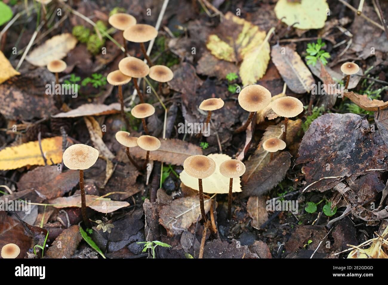 Naucoria escharioides, also called Alnicola escharioides, commonly ...