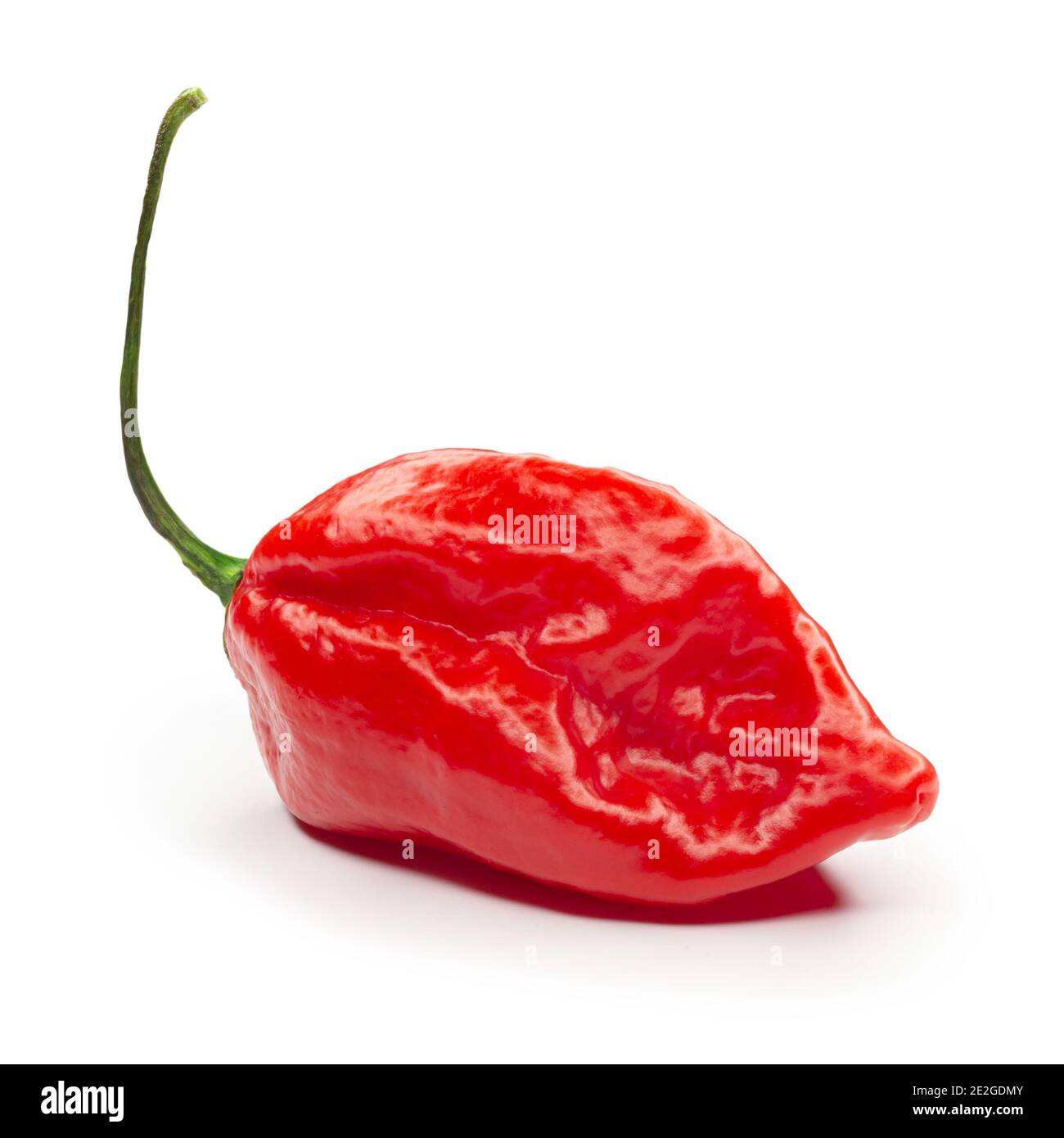 Carolina Reaper, the hottest chile pepper Capsicum chinense, whole ripe ...