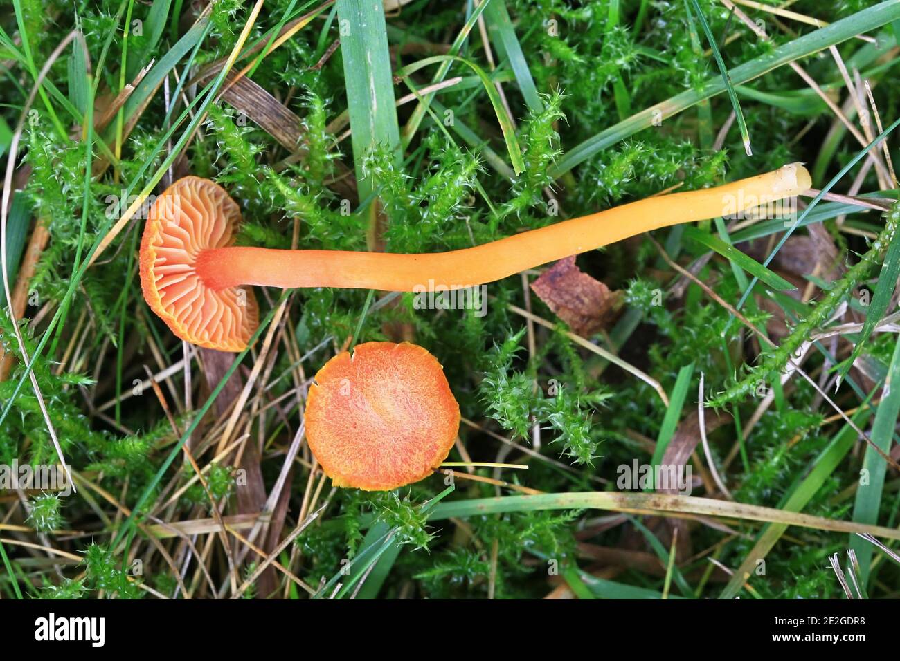 Hygrocybe miniata, also called Hygrophorus miniatus and Pseudohygrocybe ...