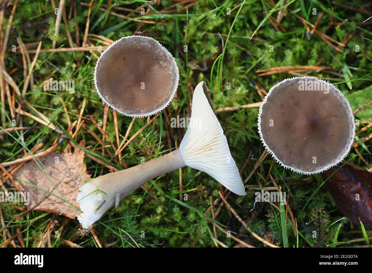 Ampulloclitocybe clavipes, also called Clitocybe clavipes, commonly ...