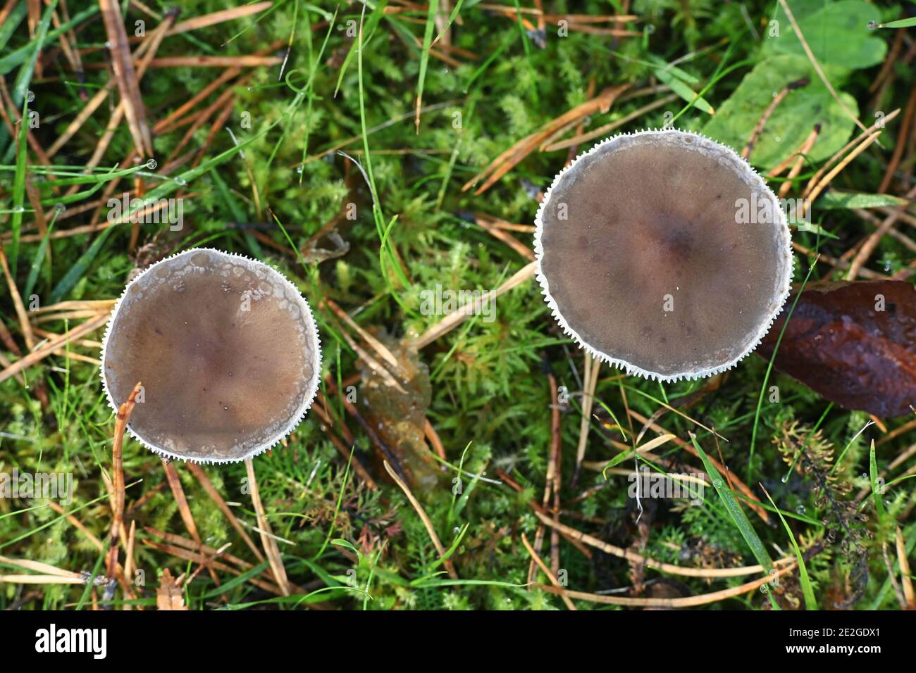 Ampulloclitocybe clavipes hi-res stock photography and images - Alamy