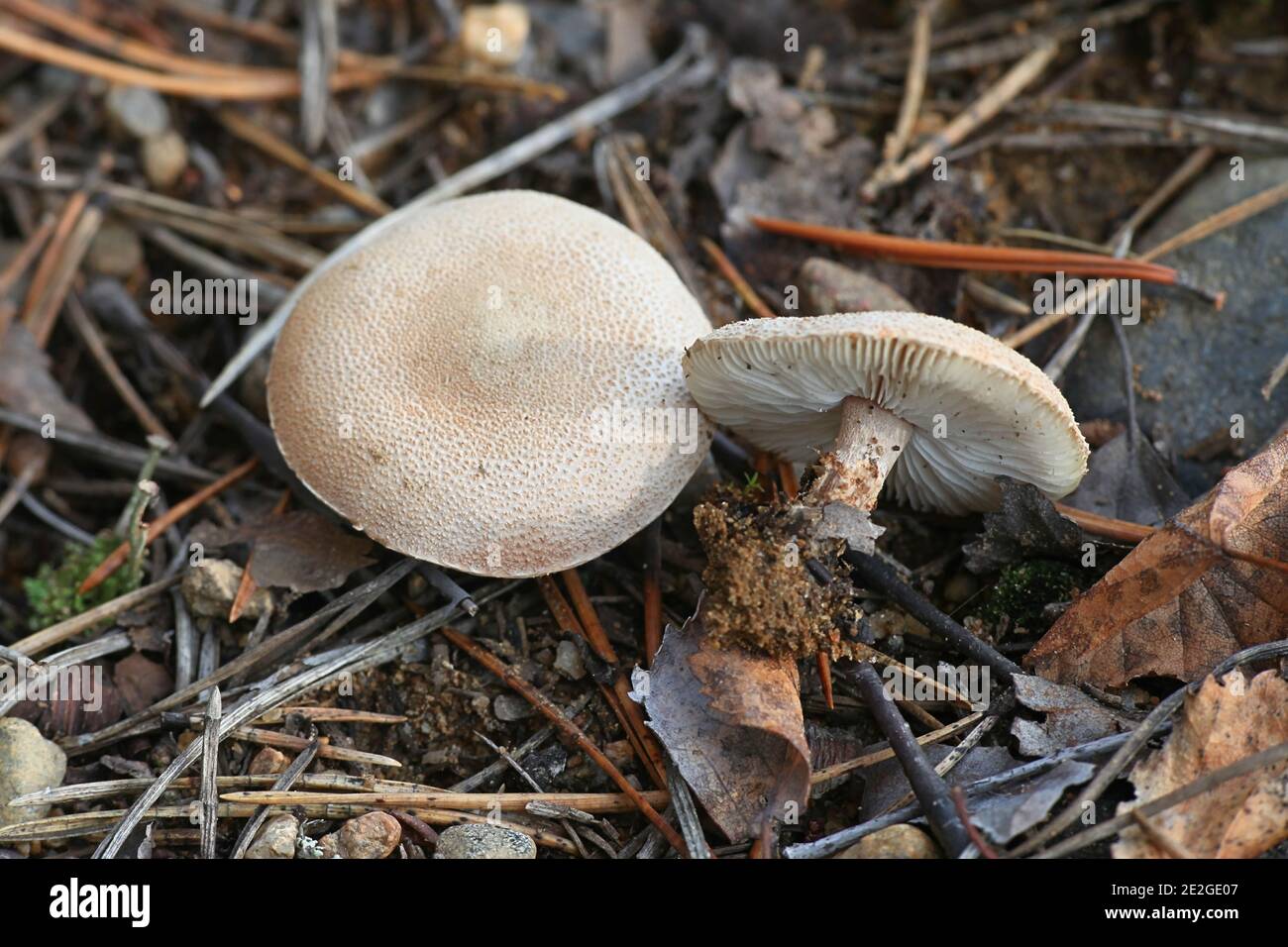 Cystodermella granulosa, also called Cystoderma granulosum, a powdercap ...