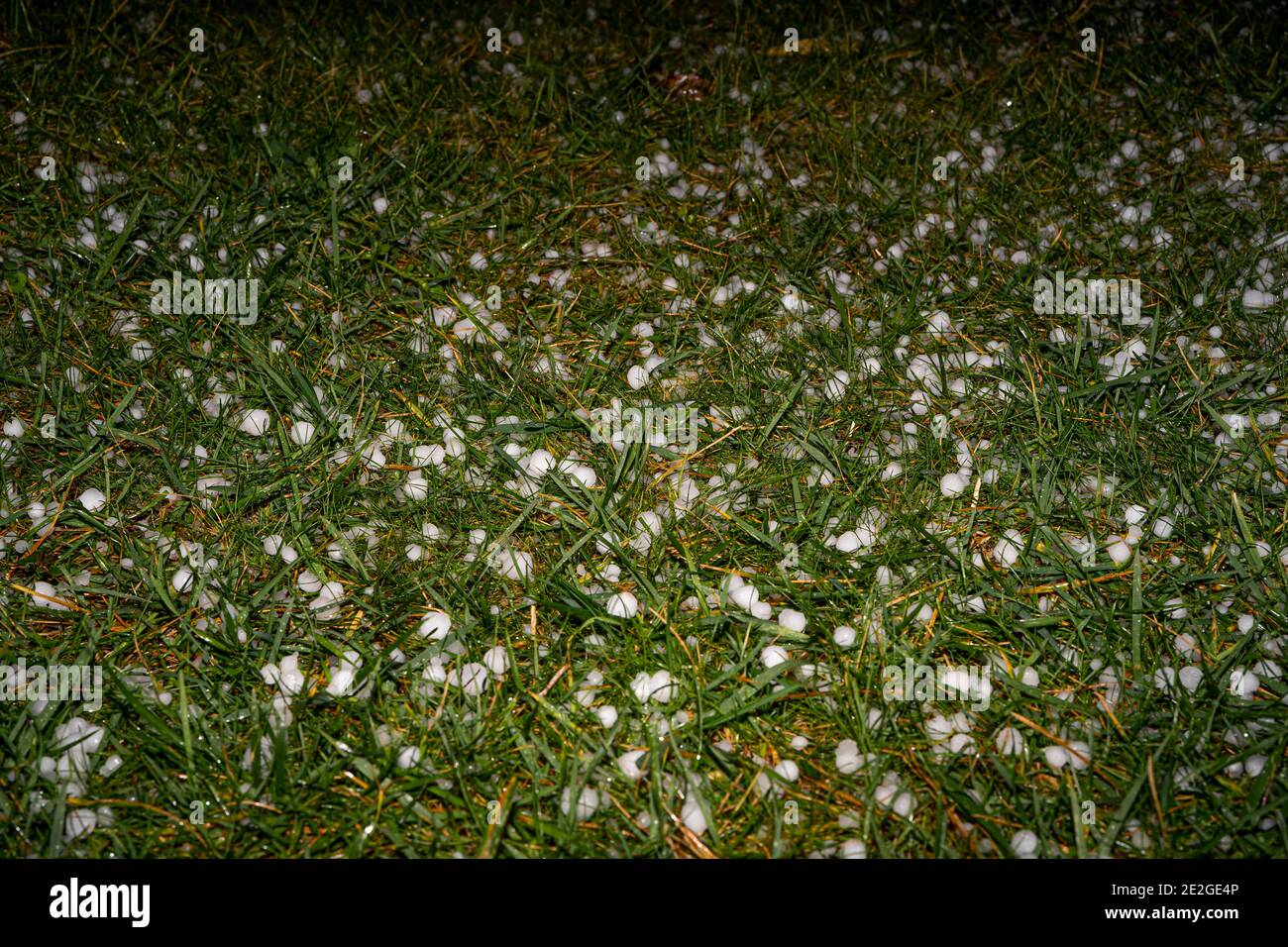 Large grains of hail on a green background. Background, texture. After ...