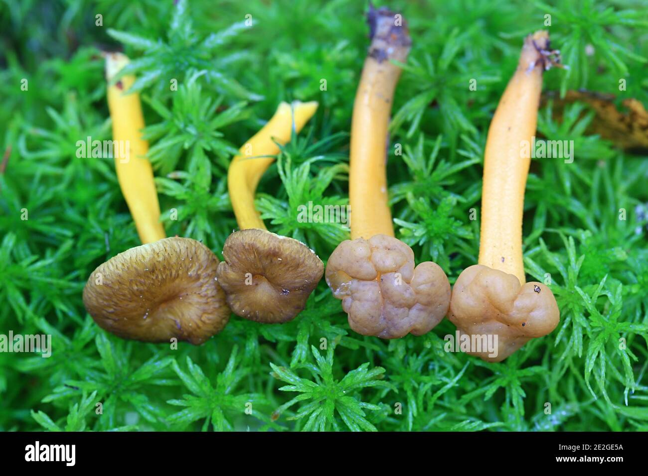 Leotia lubrica, the jelly baby and Craterellus tubaeformis, the ...