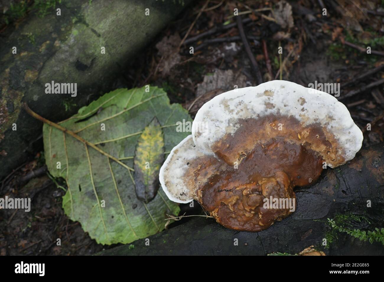 Bjerkandera fumosa, known also as Polyporus fumosus and Leptoporus ...