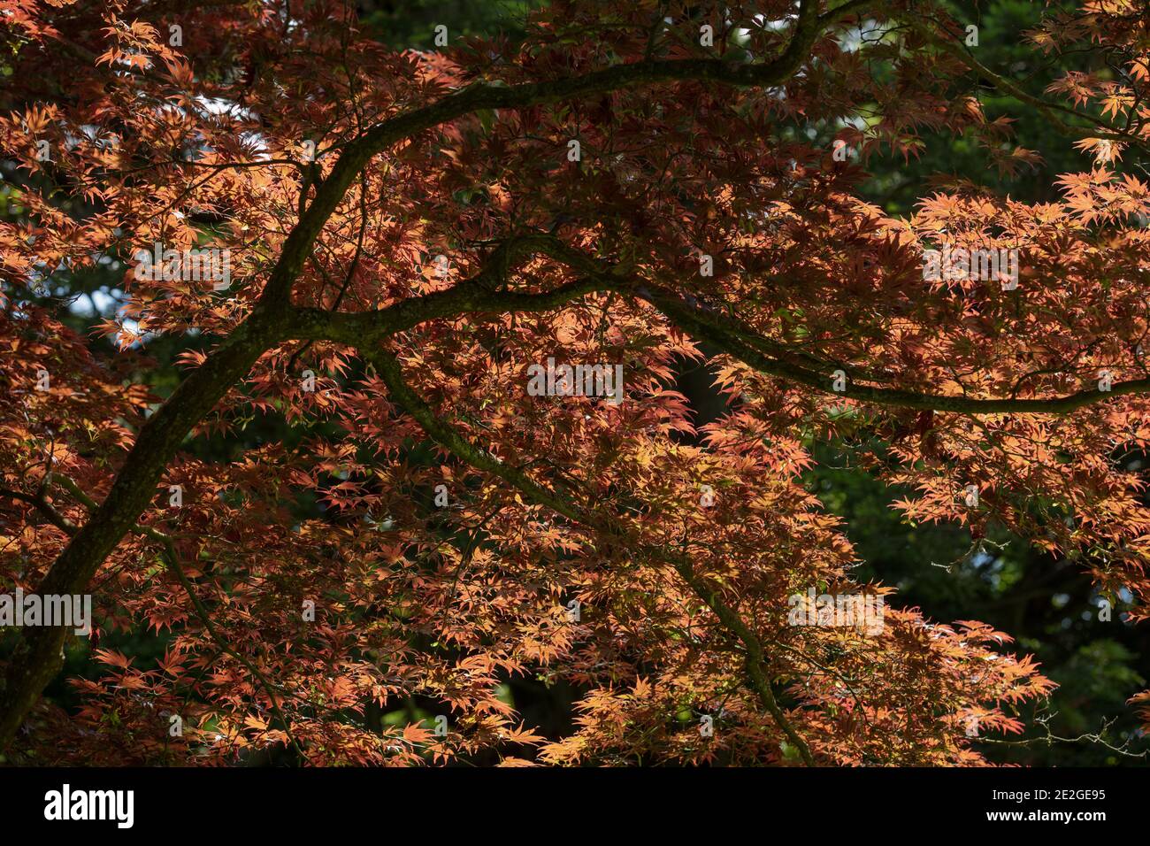 Japanese maple with dissected leaves hi-res stock photography and ...