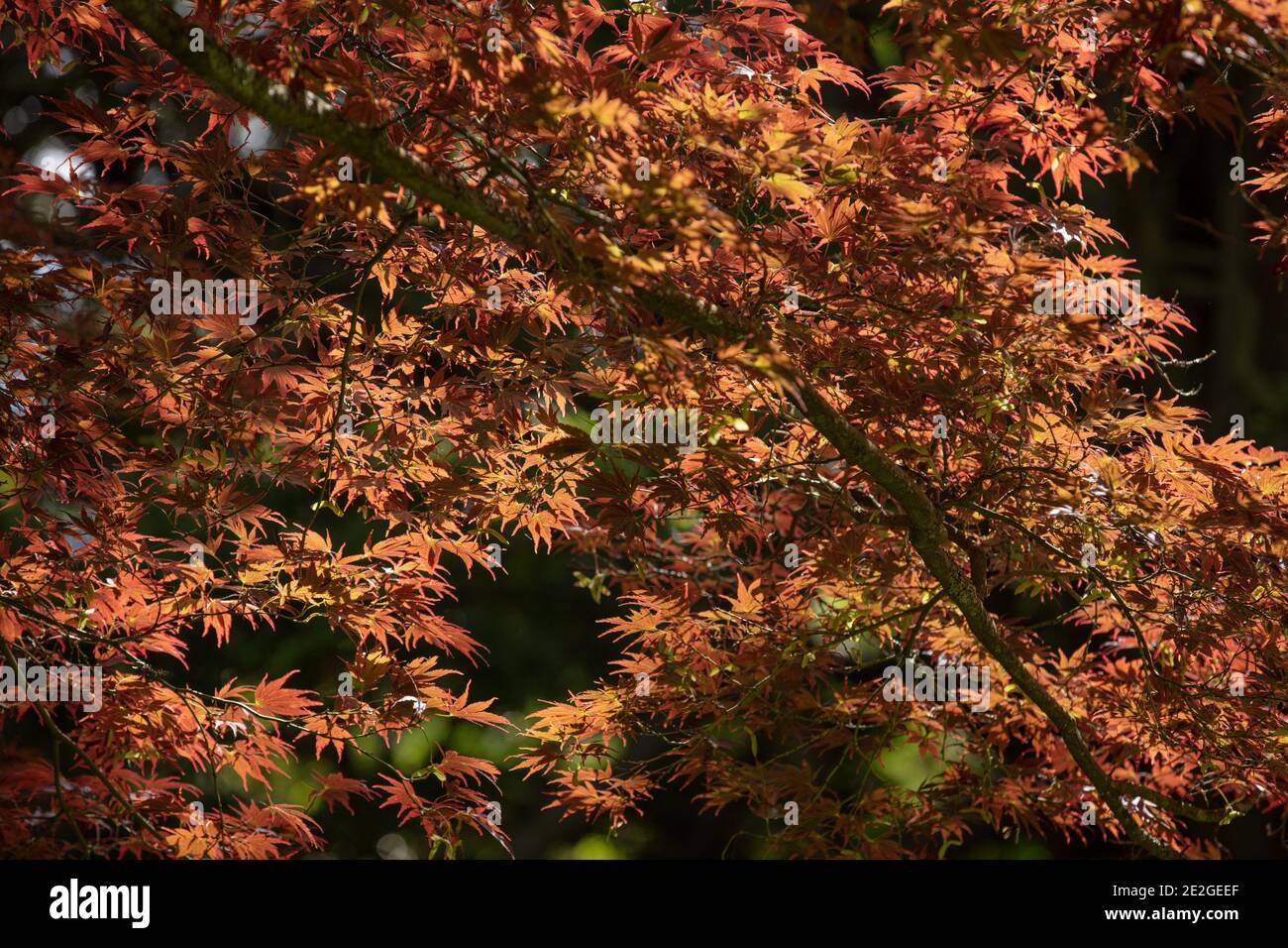 Japanese maple with dissected leaves hi-res stock photography and ...