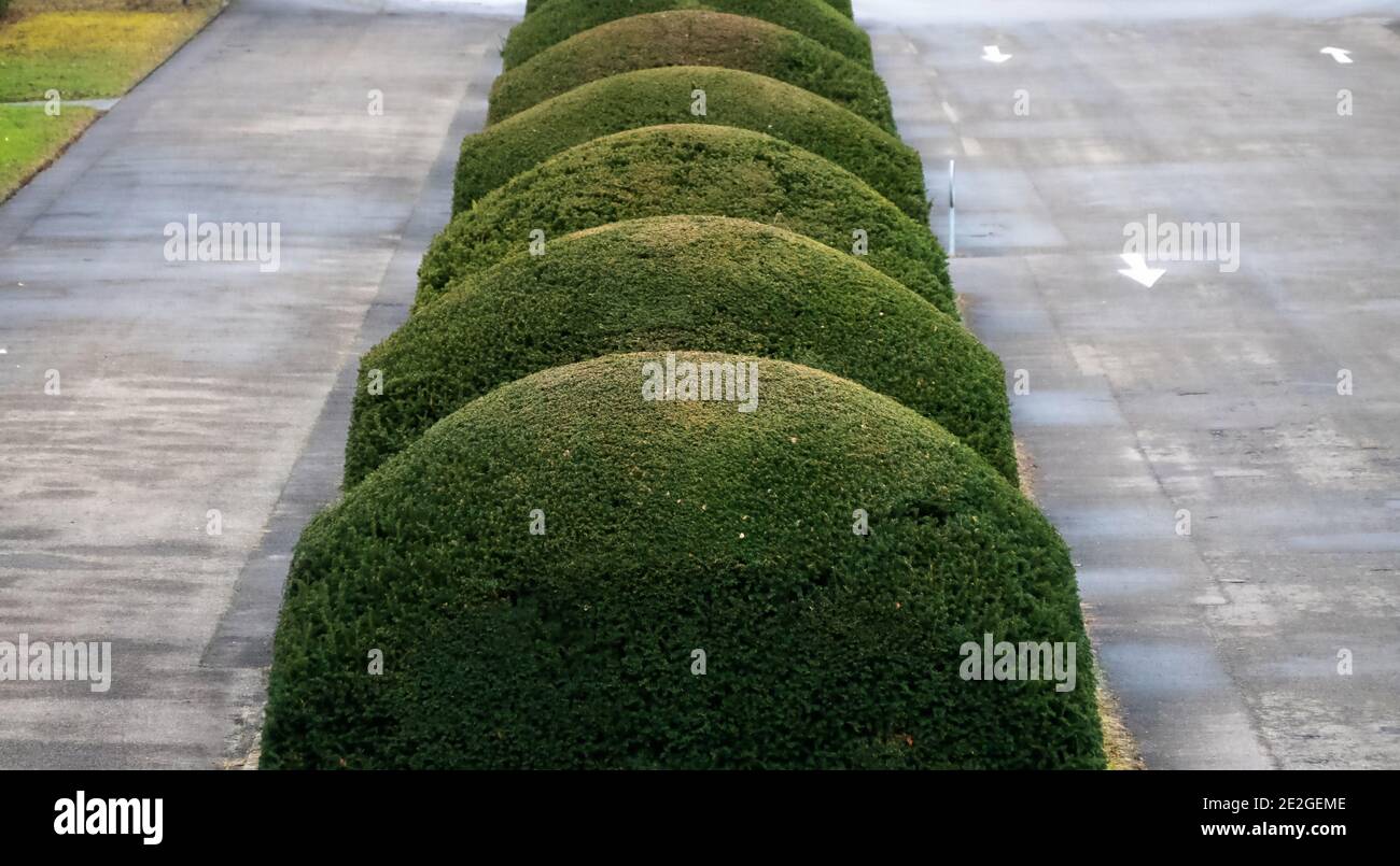 Green hedges hi-res stock photography and images - Alamy