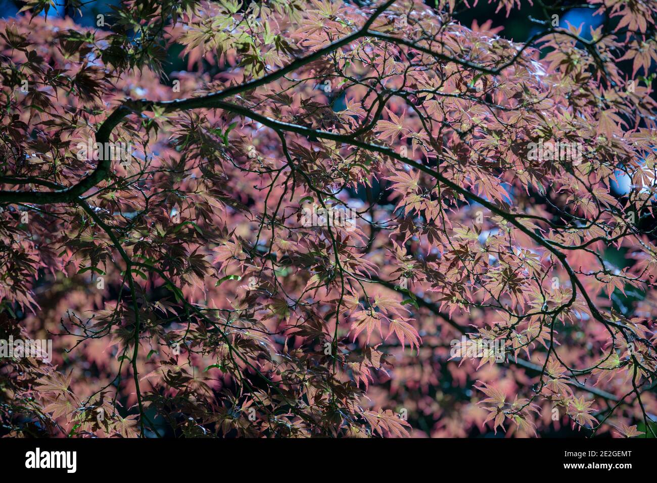 Japanese maple with dissected leaves hi-res stock photography and ...