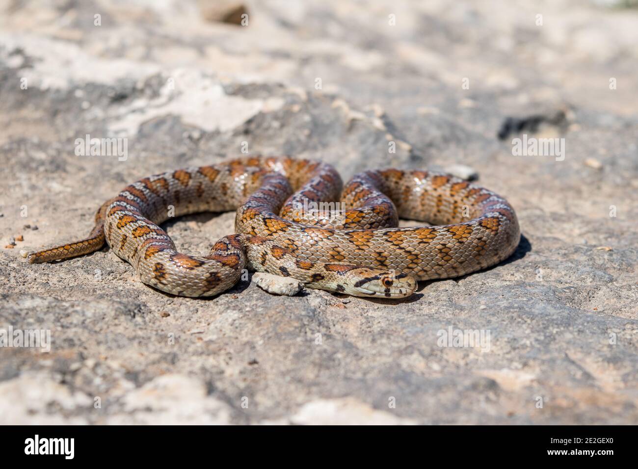 Leopard snake zamenis situla adult hi-res stock photography and images ...