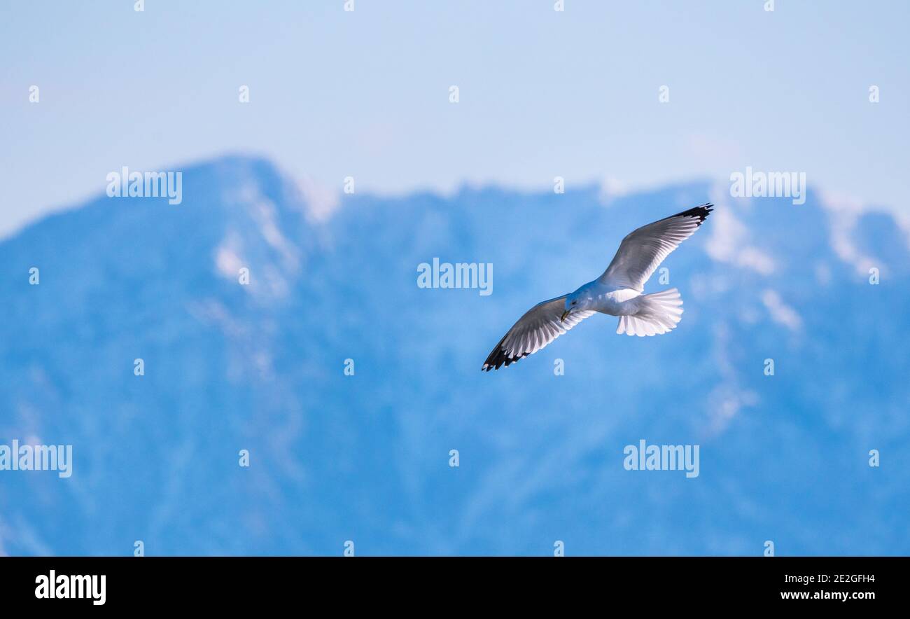 Great salt lake utah animals hi-res stock photography and images - Alamy