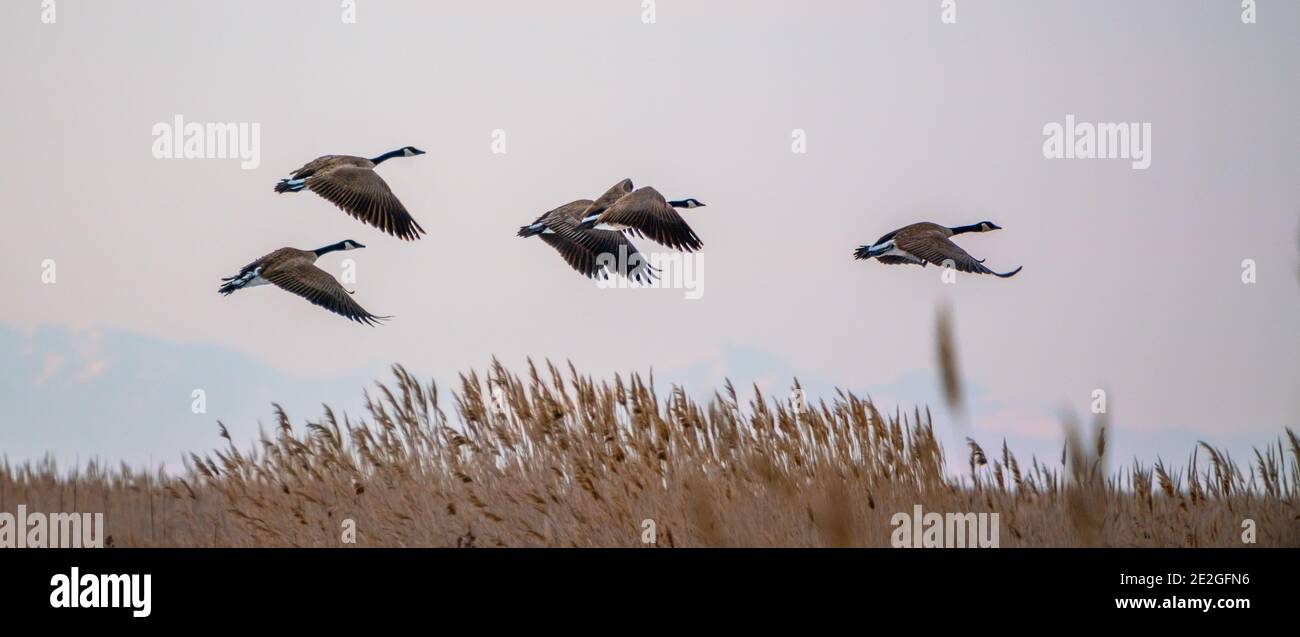 Flock of Canadian geese flying around the Great Salt Lake in Utah, the ...