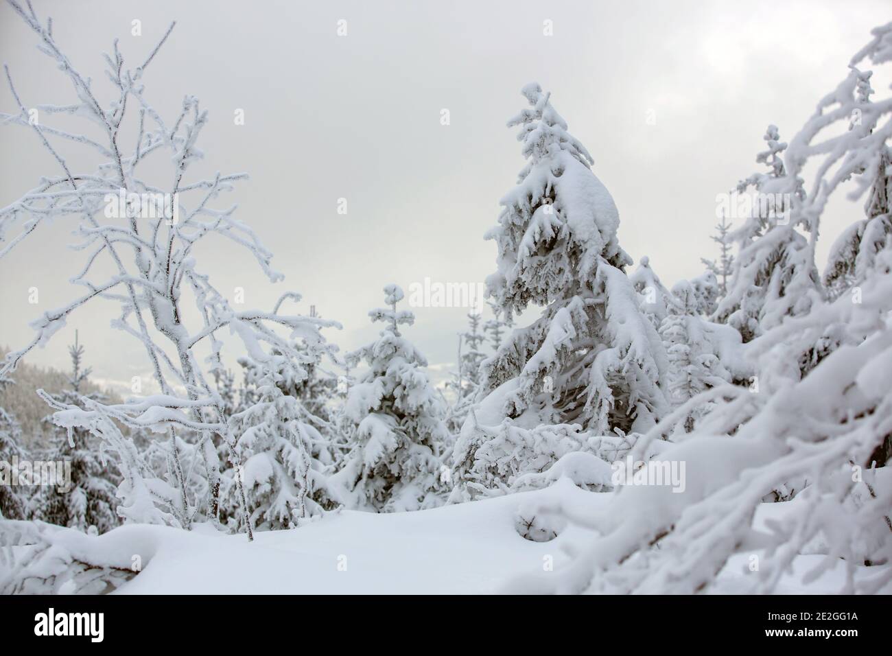 Beautiful winter scenic snowy landscape,trees and snow Stock Photo - Alamy