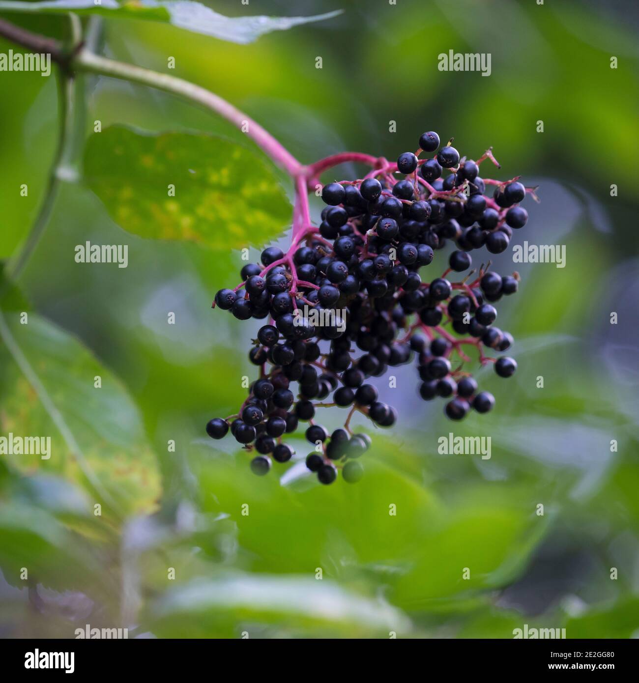European elder hi-res stock photography and images - Alamy