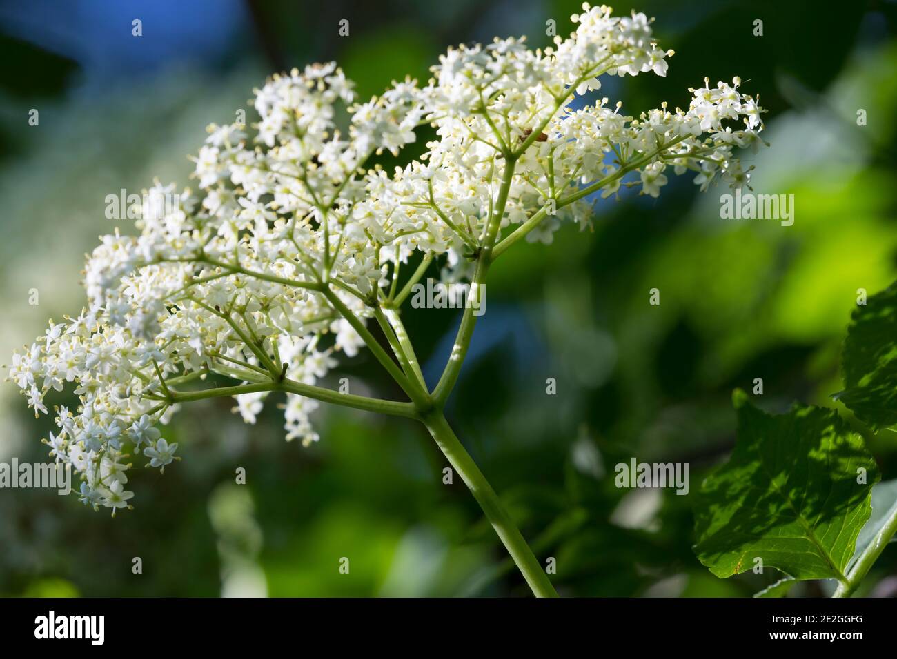 Schwarzer Holunder, Blüte, Blüten, blühend, Holunderblüte ...
