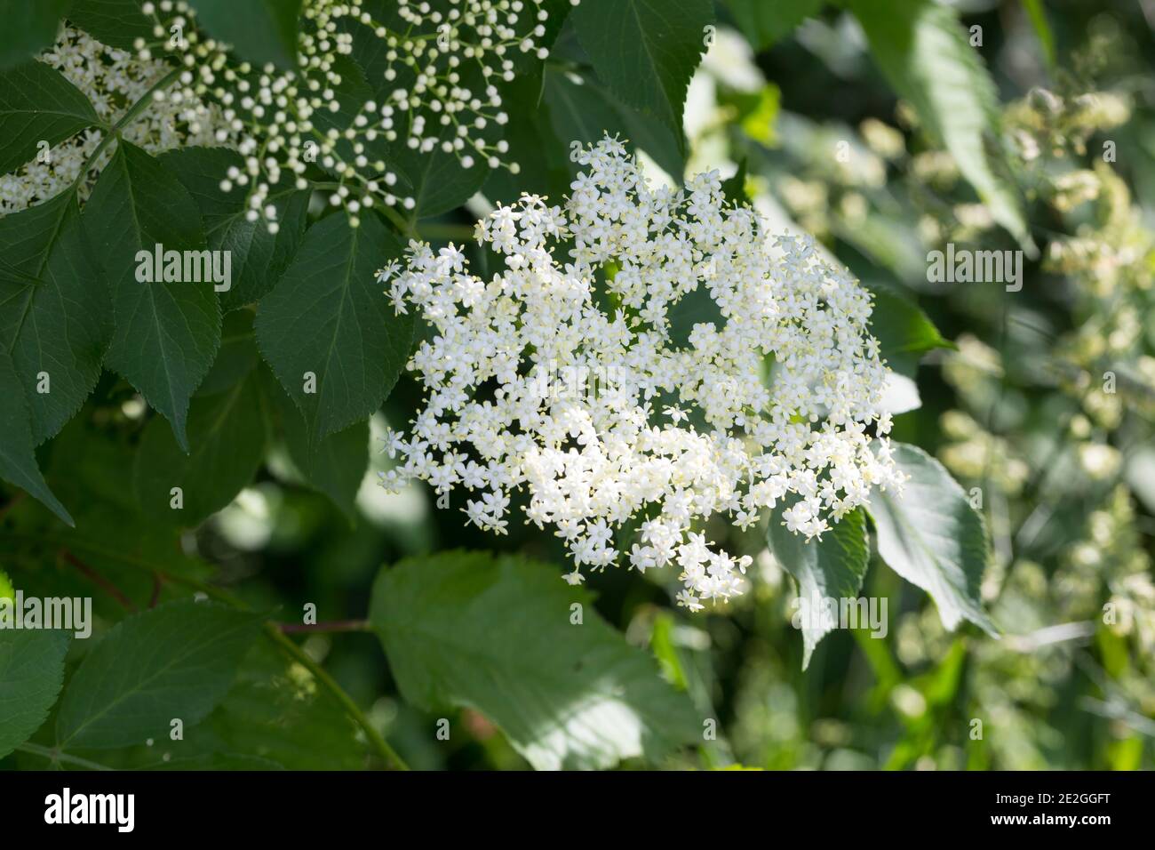 Schwarzer Holunder, Blüte, Blüten, blühend, Holunderblüte ...