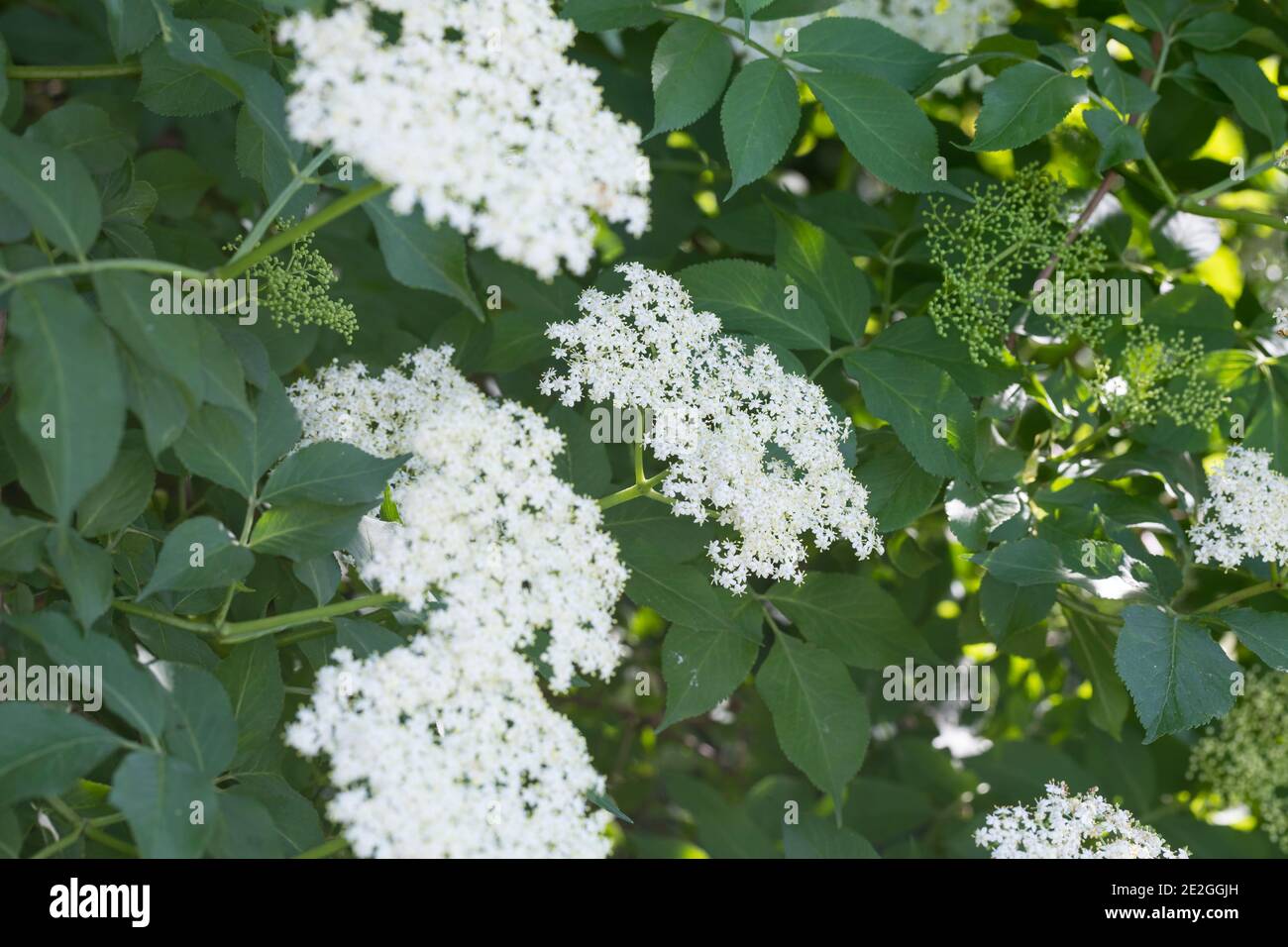Schwarzer Holunder, Blüte, Blüten, blühend, Holunderblüte ...