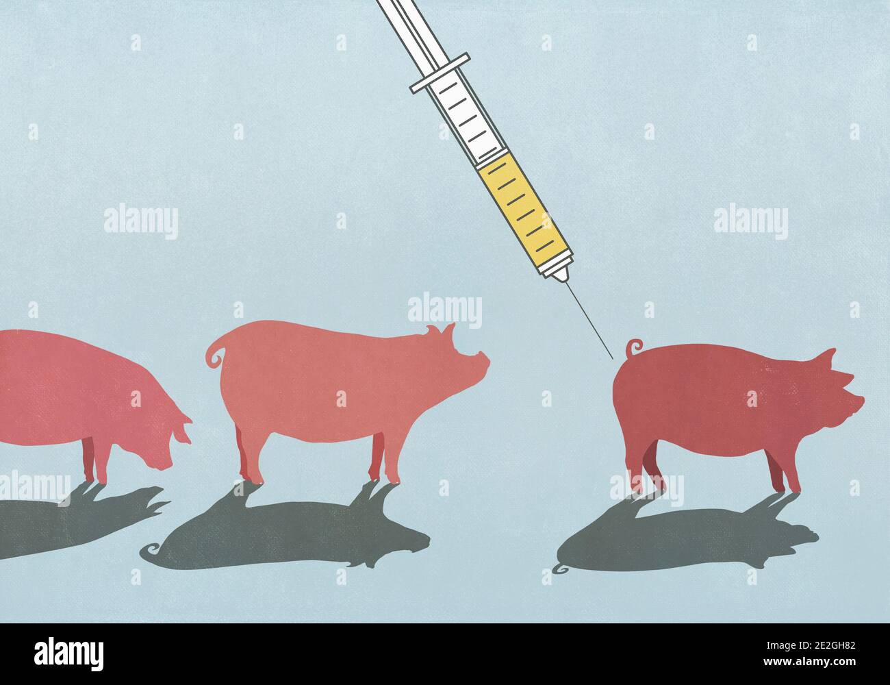 Pig and vaccination syringe hi-res stock photography and images - Alamy