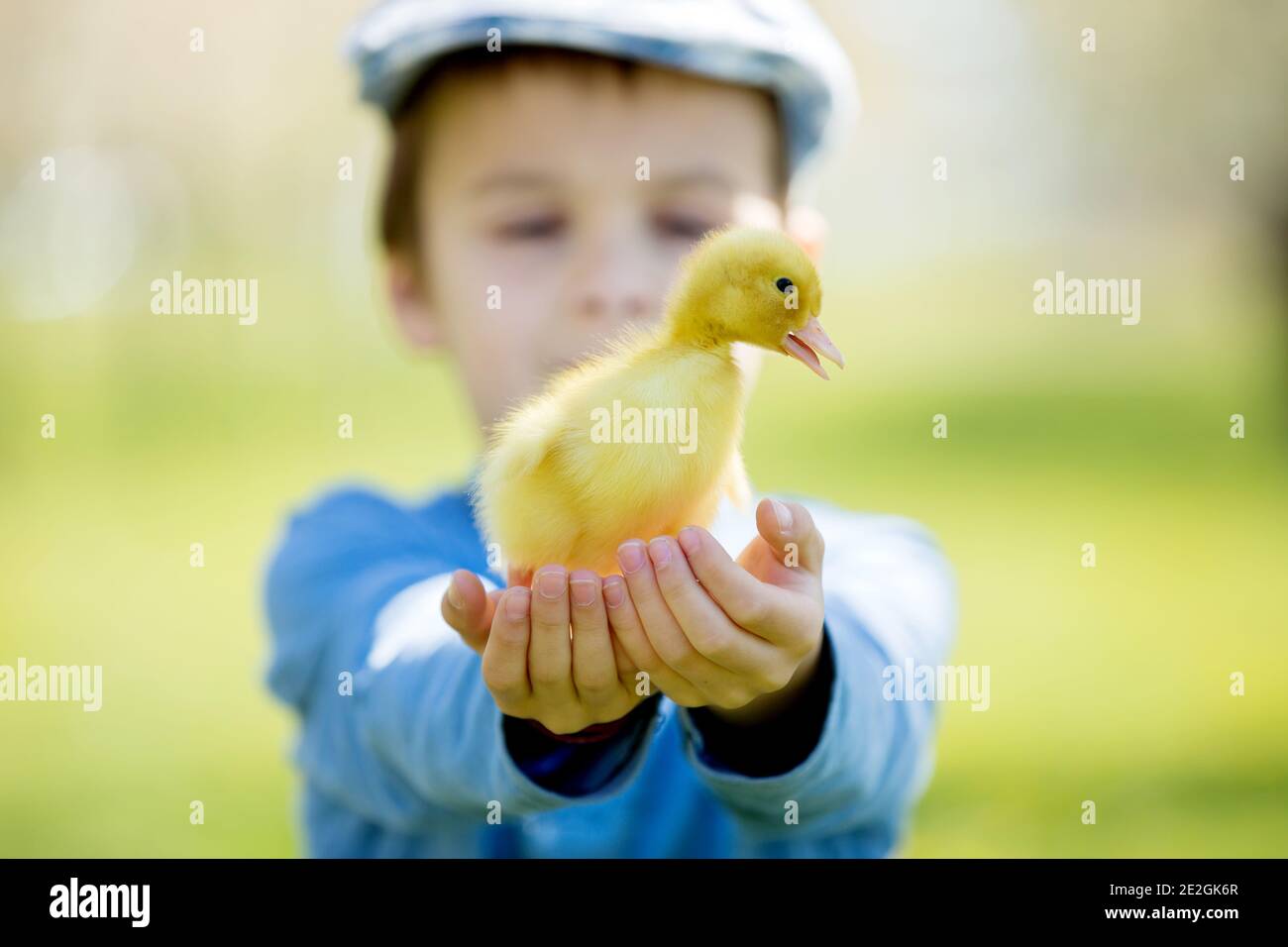 Cute little child, boy with duckling springtime, playing together ...