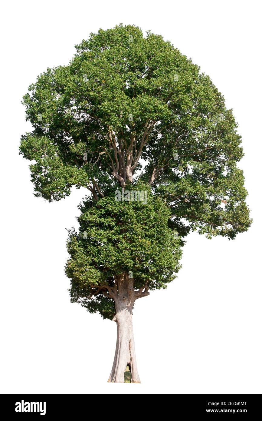 Tree isolated on white background Stock Photo - Alamy