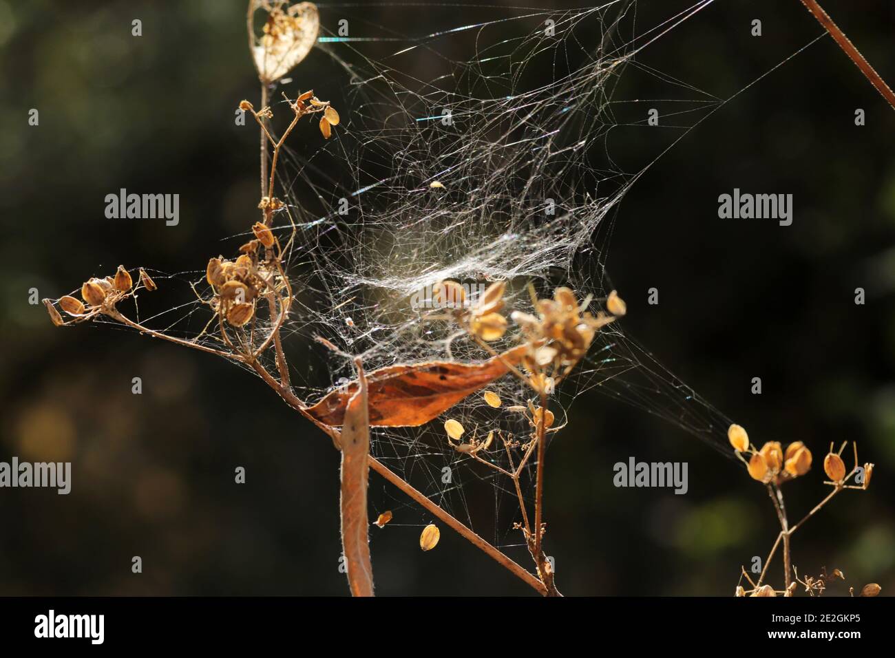 Spider web over the bush Stock Photo - Alamy