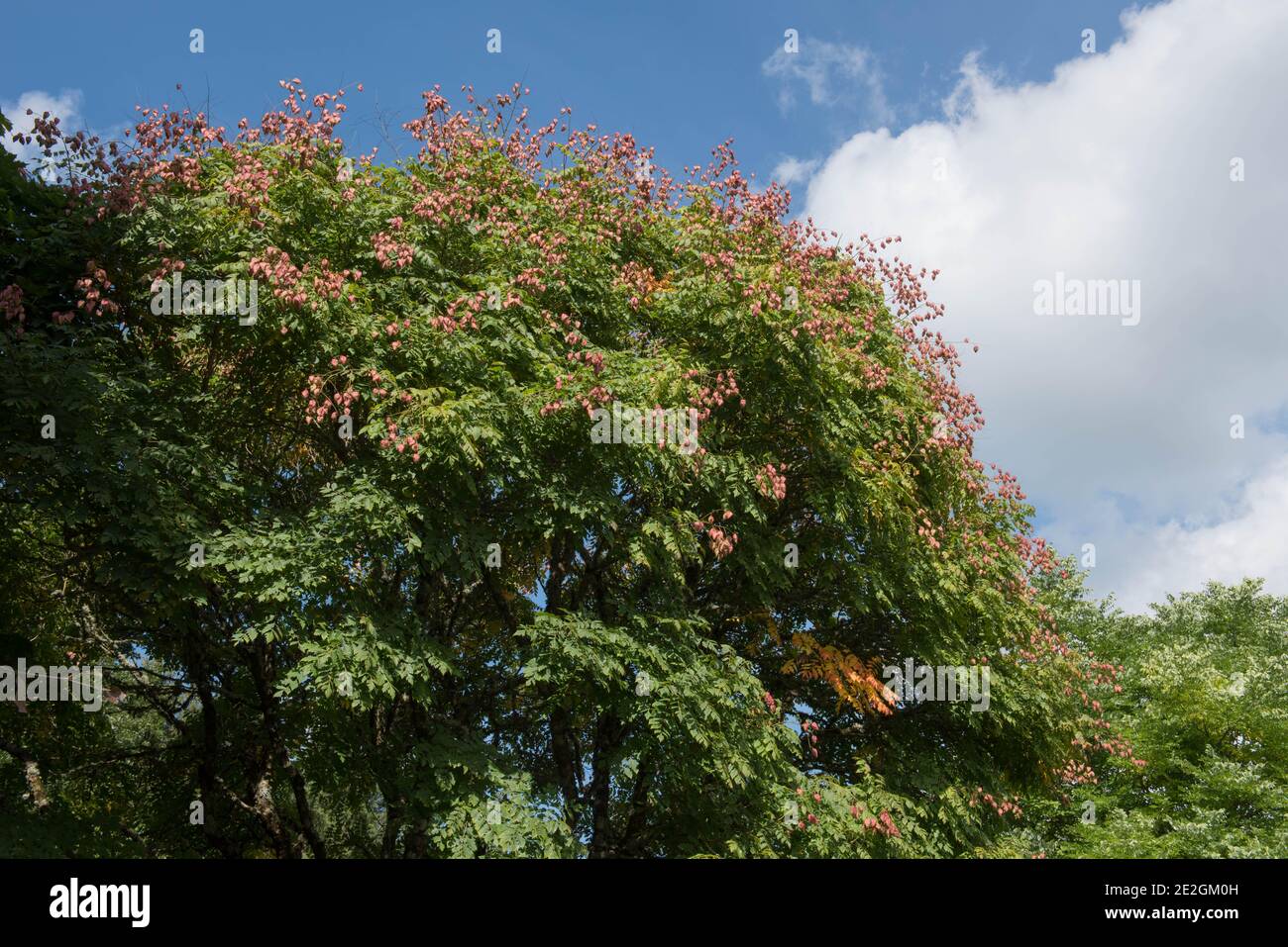 China tree varnish tree golden rain tree pride of india hi-res stock ...