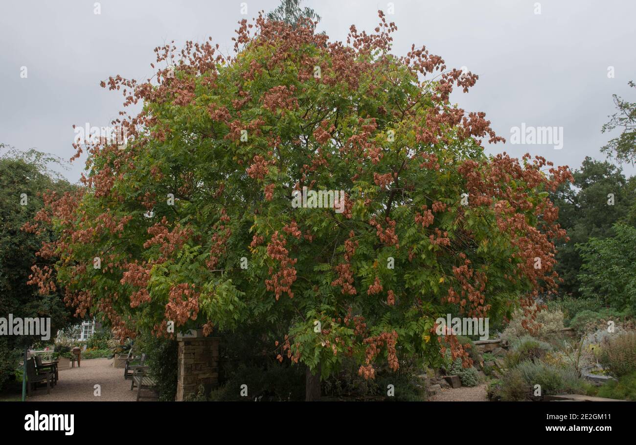 Brown Bladdery Fruit on a Golden Rain or Pride of India Tree ...