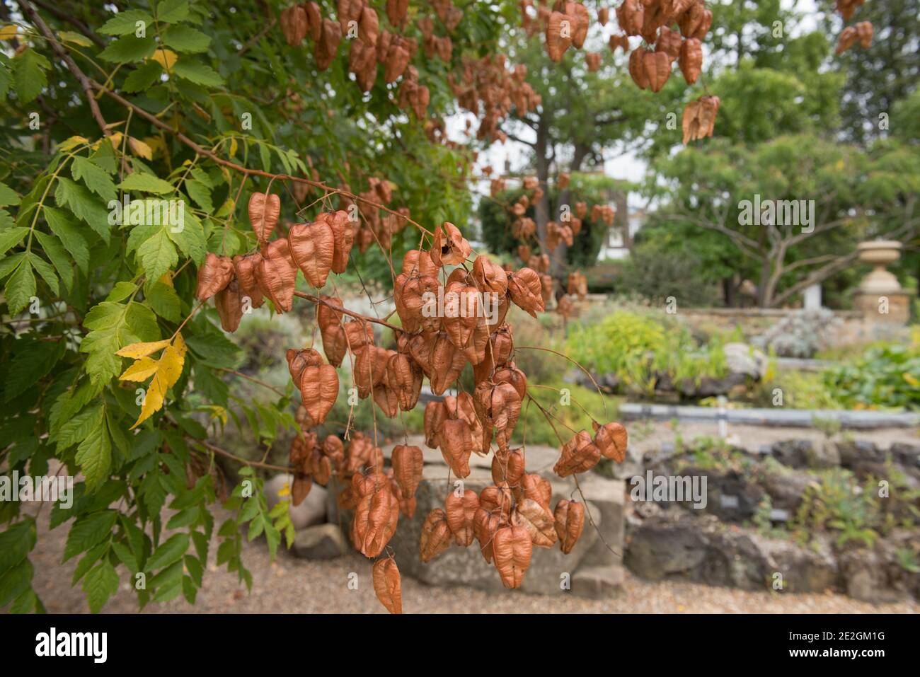 Brown Bladdery Fruit on a Golden Rain or Pride of India Tree ...