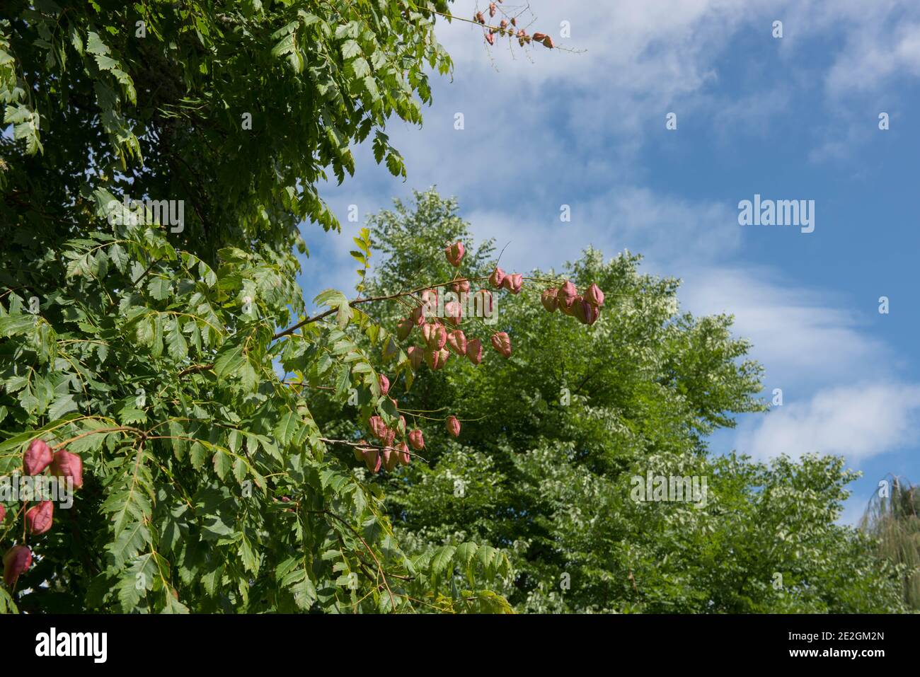 Summer Foliage of a Deciduous Golden Rain or Pride of India Tree ...