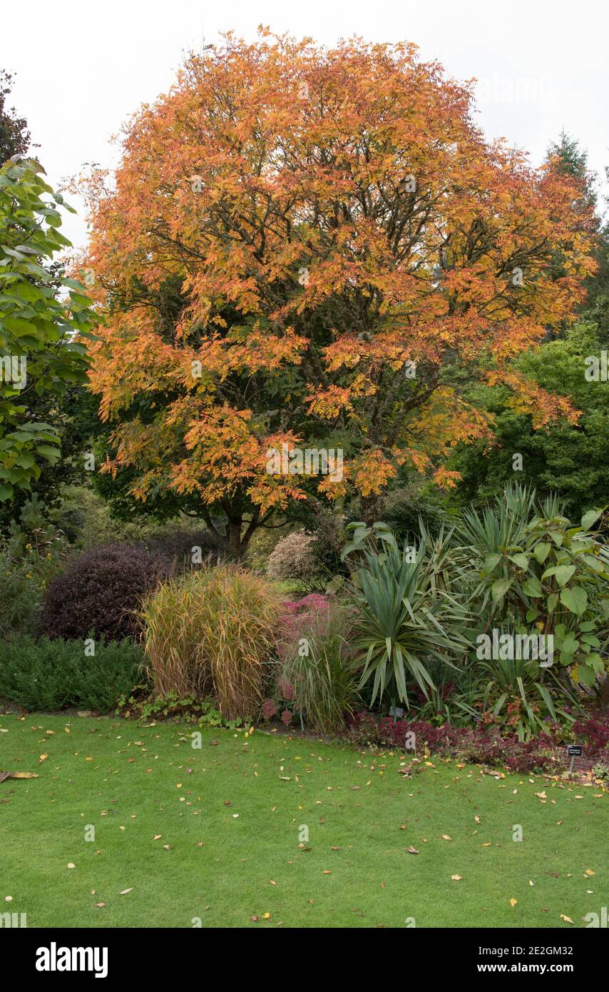 Goldenrain Tree Fall Color