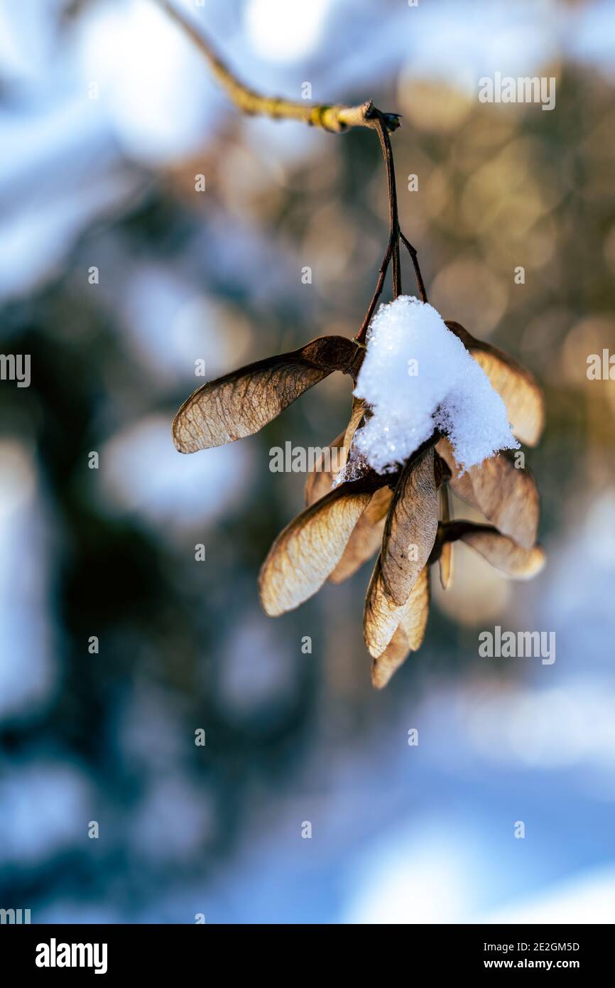 Propeller seeds hi-res stock photography and images - Alamy