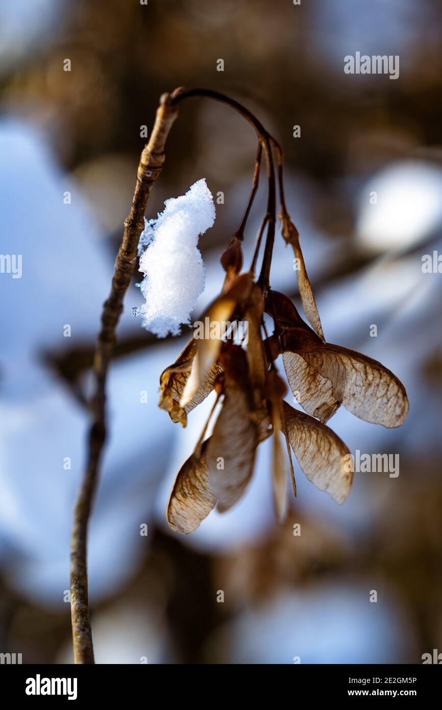 Propeller seed hi-res stock photography and images - Alamy