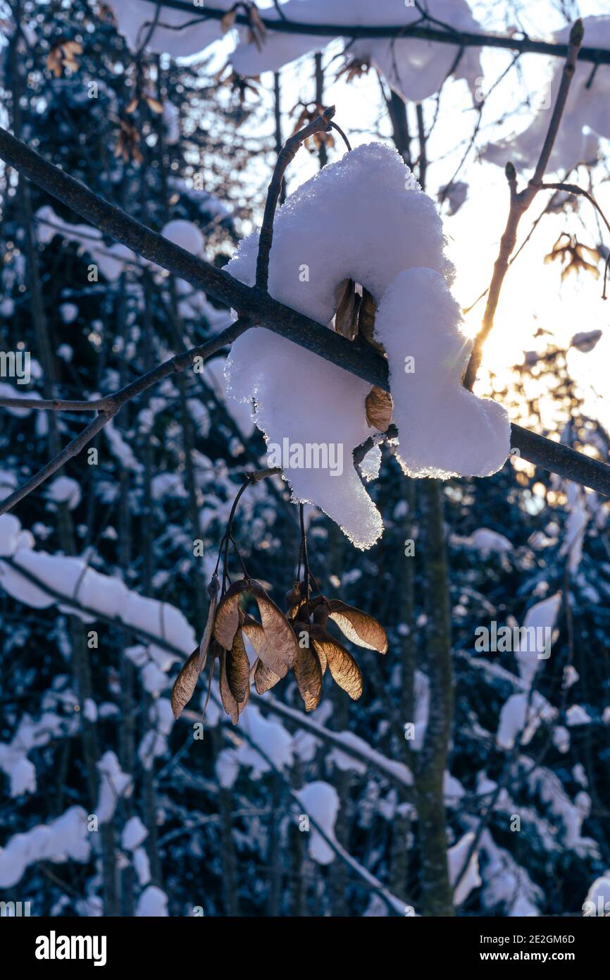 Propeller seed hi-res stock photography and images - Alamy