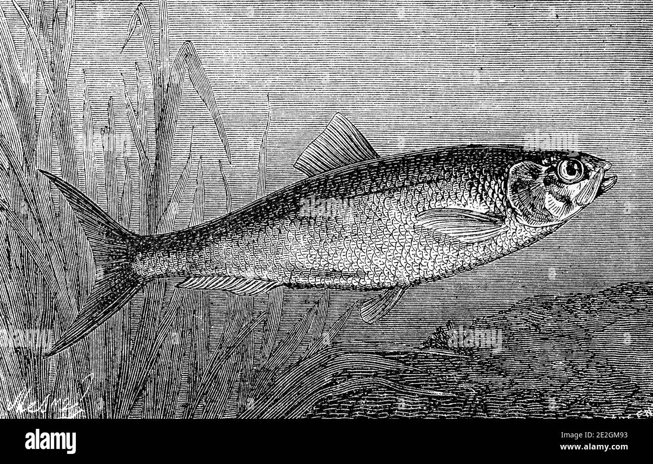 Allis shad fish, Alosa alosa / Maifisch oder Alse, Alose, Alosa alosa ...